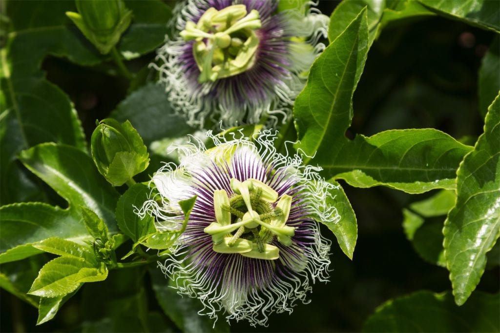 The 5 Best Herbs for Sleep - Your Remedy Naturopathy